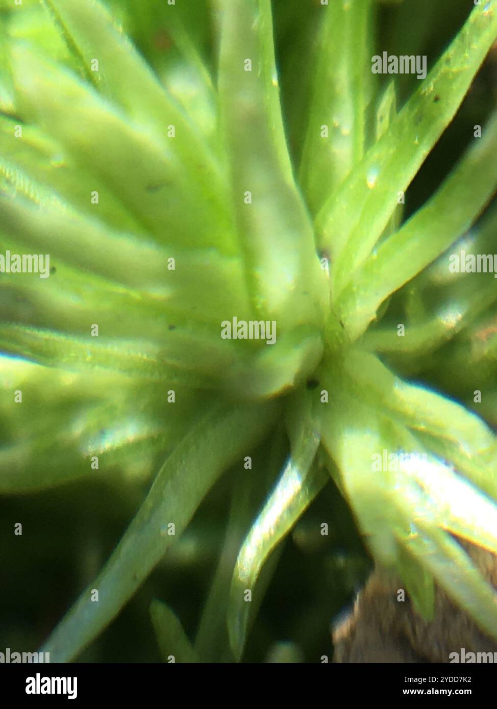 Pincushion Moss (Leucobryum glaucum Stock Photo - Alamy