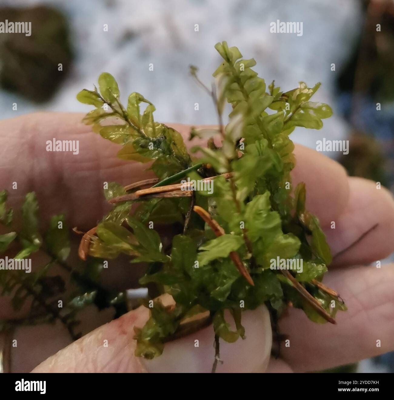 Thyme and Allied Mosses (Plagiomnium Stock Photo - Alamy
