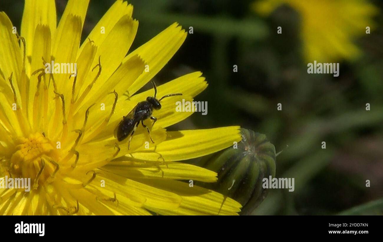 Hylaeus punctatus hi-res stock photography and images - Alamy