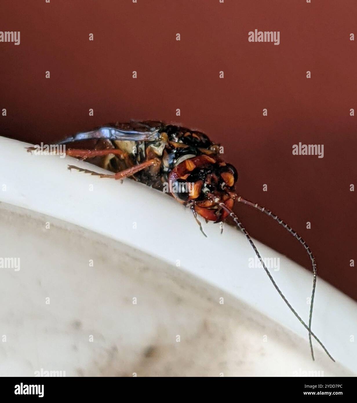 Web-spinning Sawflies (Pamphiliidae Stock Photo - Alamy