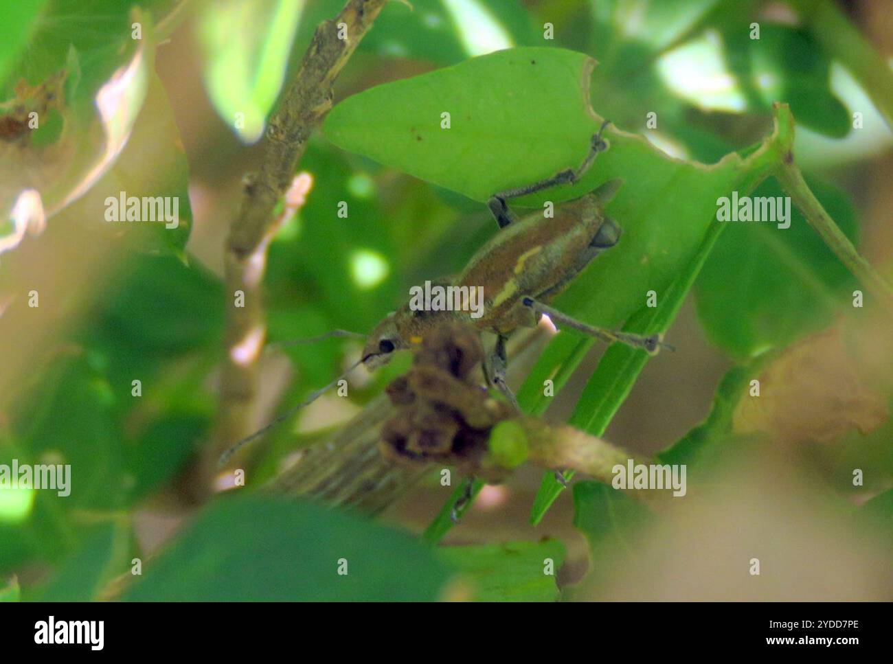 South American Fruit Tree Weevil (Naupactus xanthographus Stock Photo ...