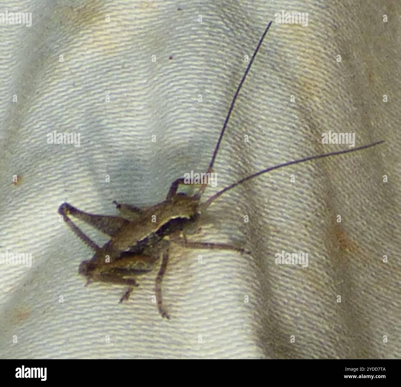 Shieldback hi-res stock photography and images - Alamy