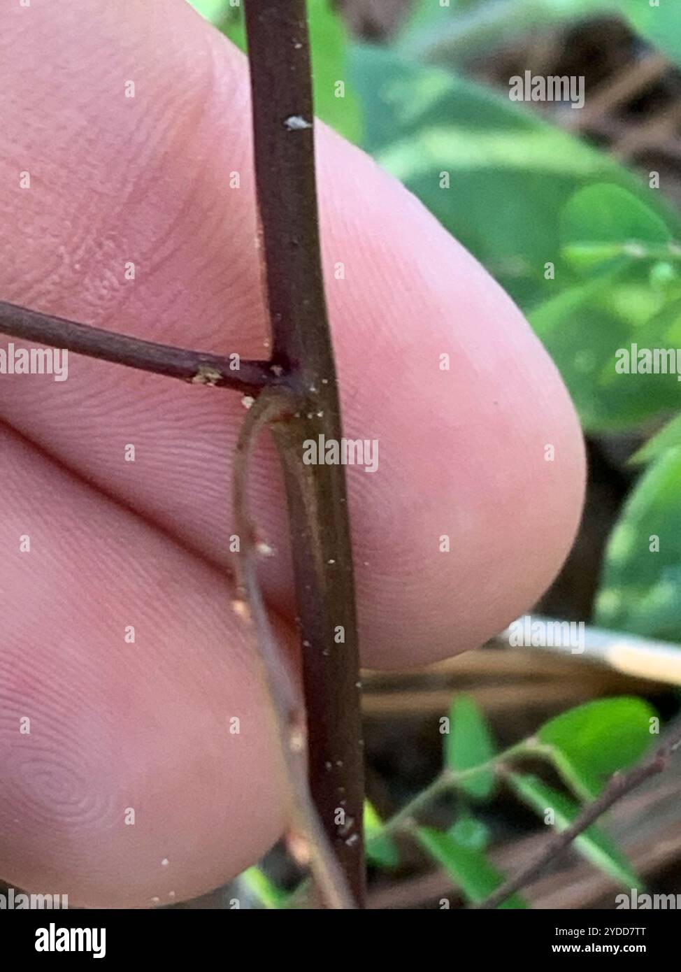 Mascarene Island leaf-flower (Phyllanthus tenellus Stock Photo - Alamy