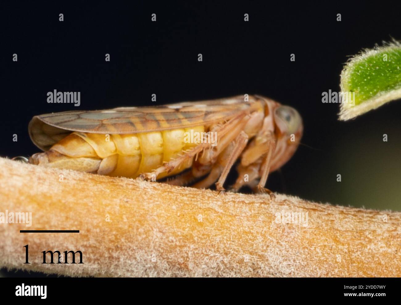 Idiocerus hi-res stock photography and images - Alamy