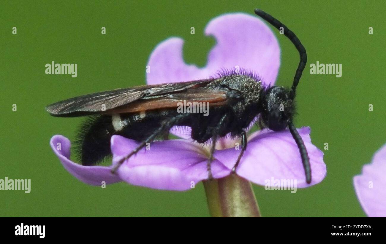 Scolia sexmaculata hi-res stock photography and images - Alamy