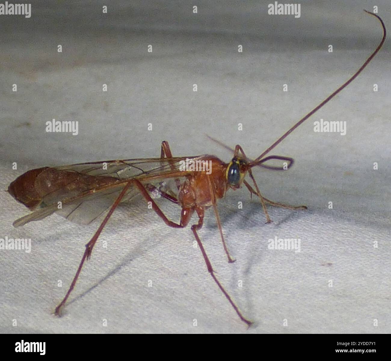 Short-tailed Ichneumonid Wasps (Ophioninae Stock Photo - Alamy