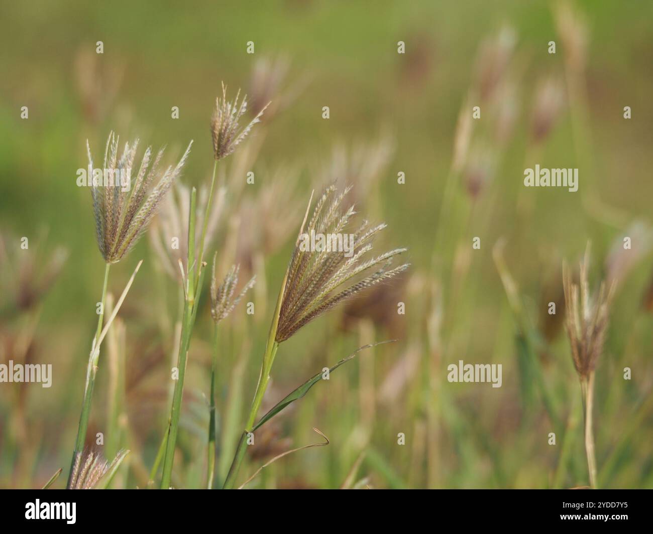 Finger Grass (Chloris barbata Stock Photo - Alamy