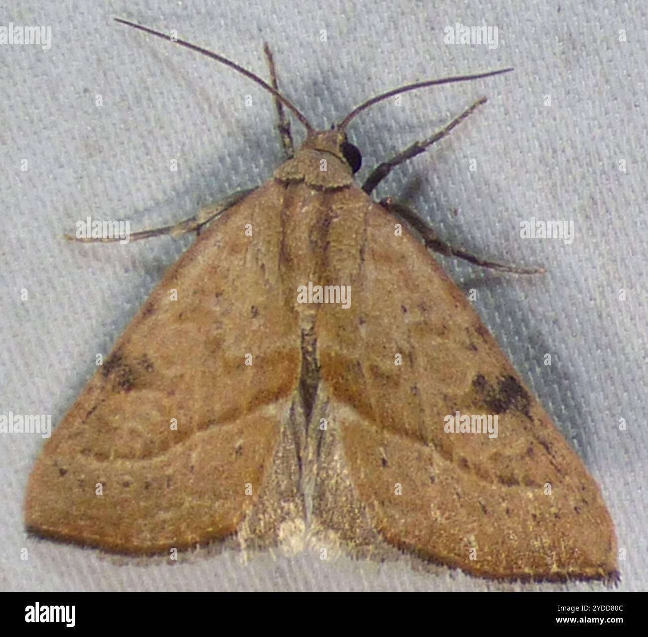 Wedgling Moth (Galgula partita Stock Photo - Alamy