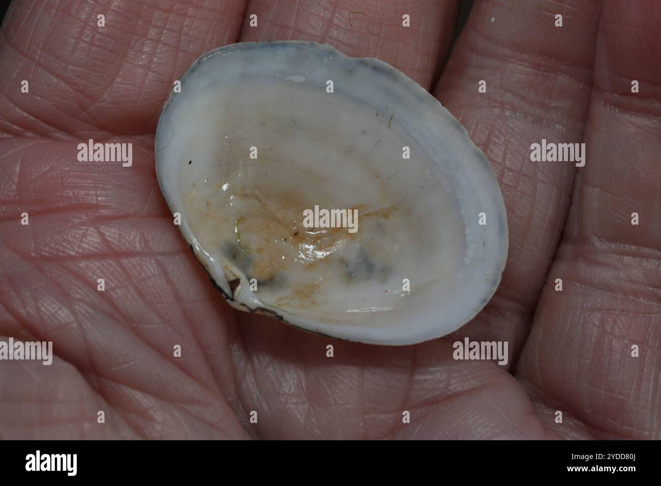 Scrobicularia hi-res stock photography and images - Alamy