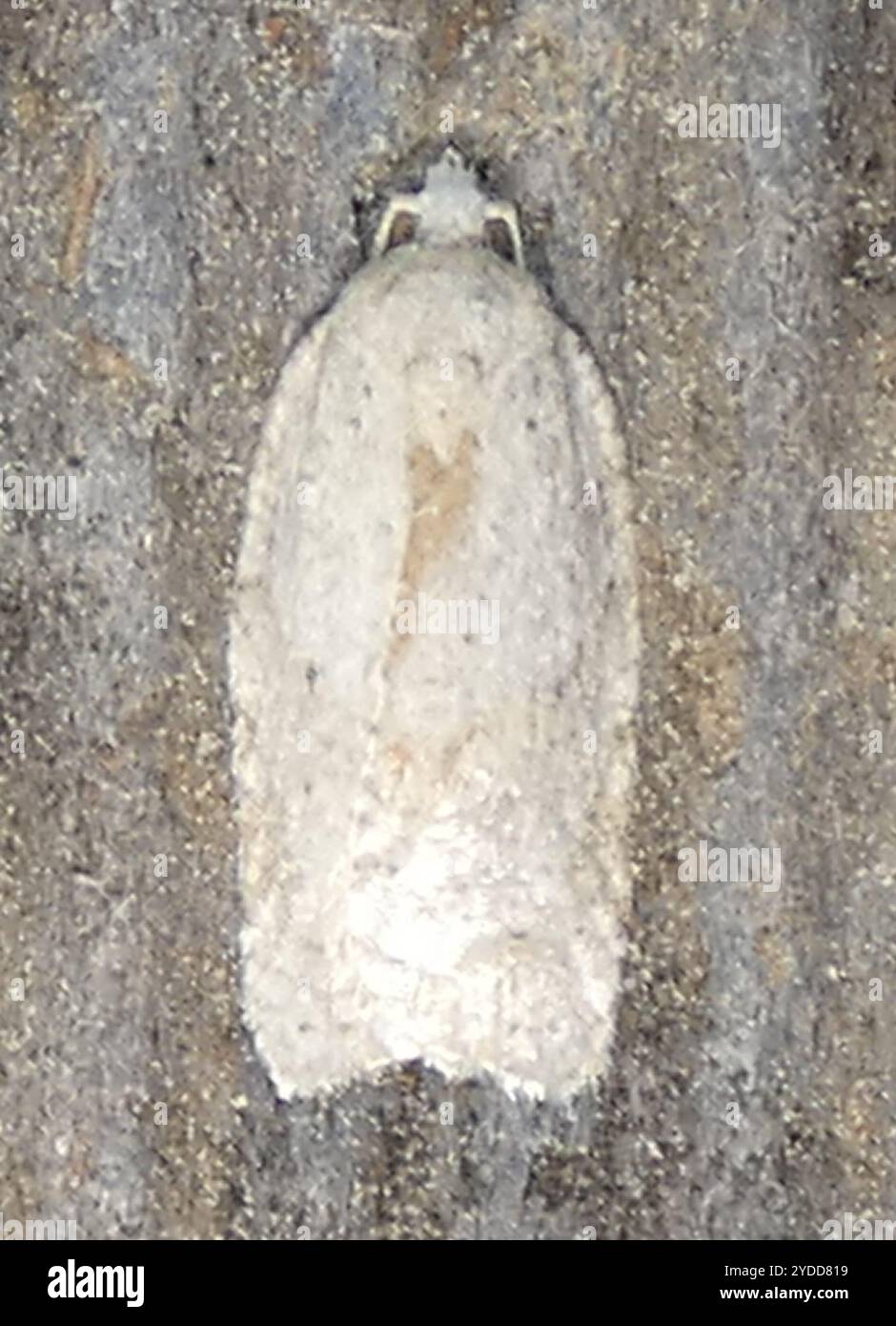 Tortricine Leafroller Moths (Tortricinae Stock Photo - Alamy