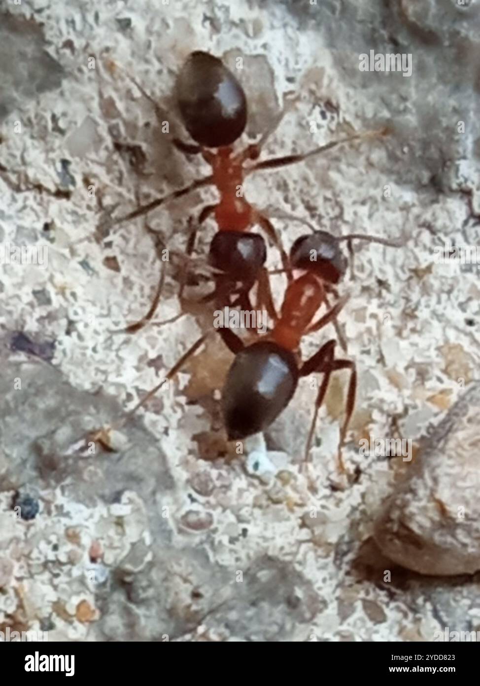 Lasius emarginatus hi-res stock photography and images - Alamy