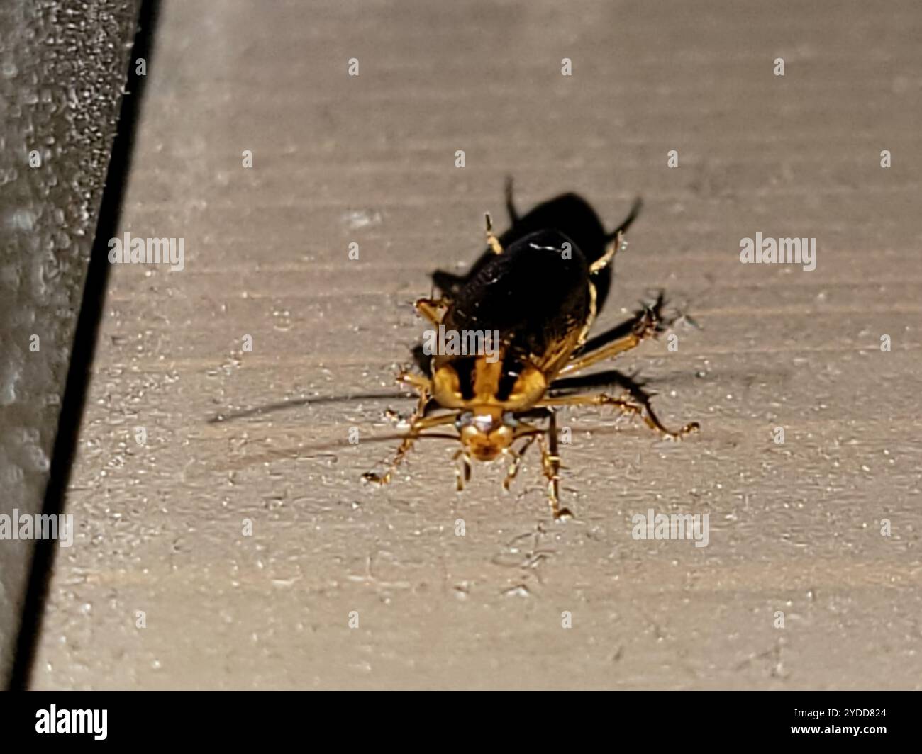 German Cockroach (Blattella germanica Stock Photo - Alamy