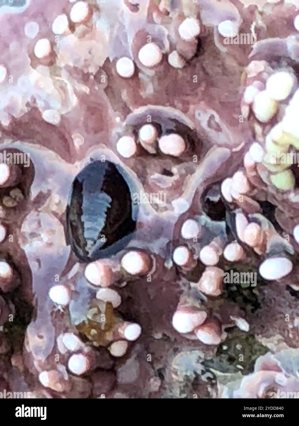 Patellid Limpets (Patellidae Stock Photo - Alamy