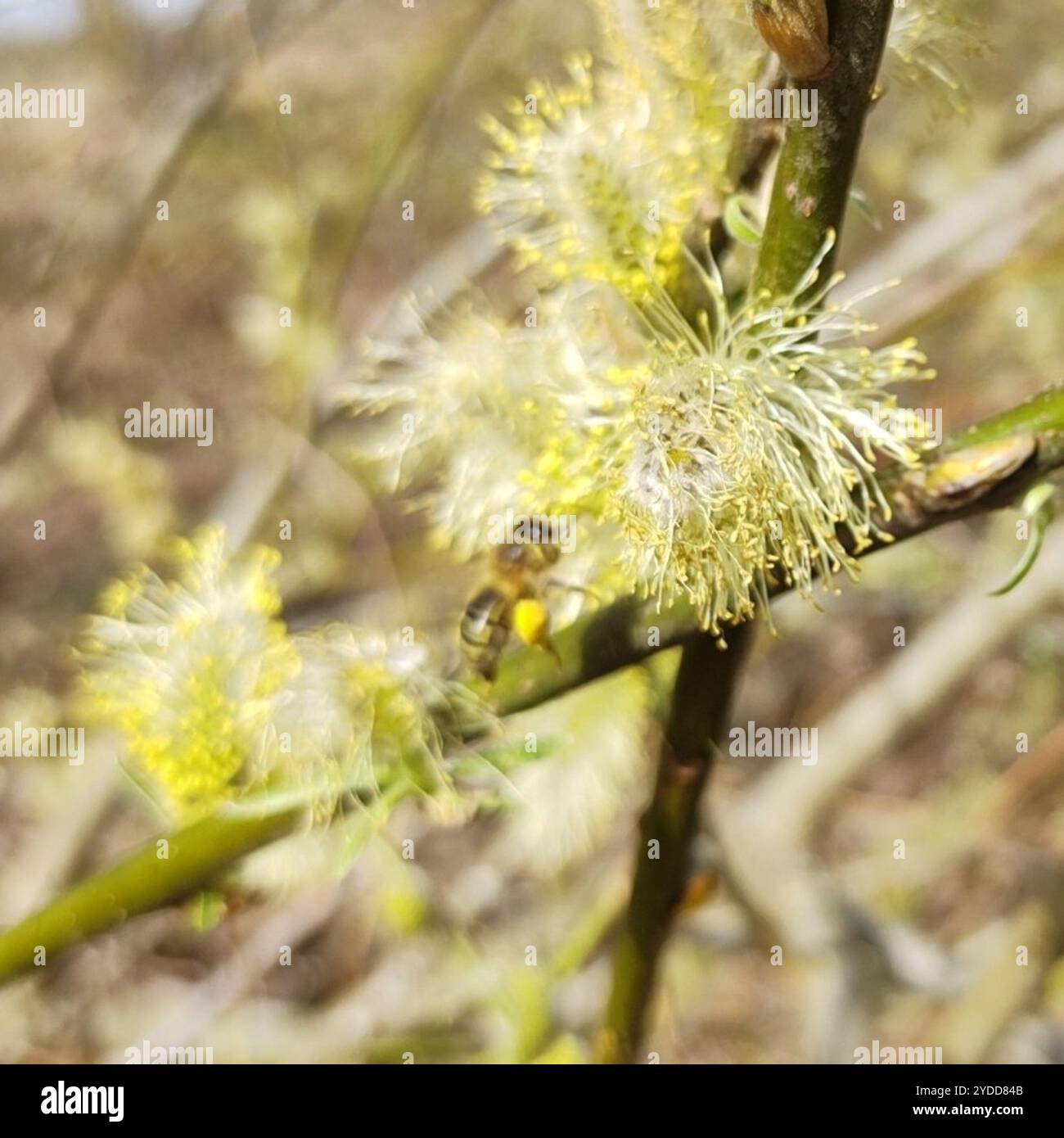Western Honey Bee (Apis mellifera Stock Photo - Alamy