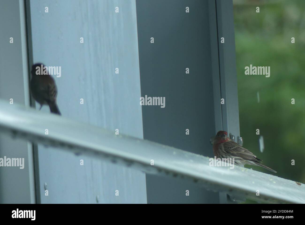 House Finch (Haemorhous mexicanus Stock Photo - Alamy