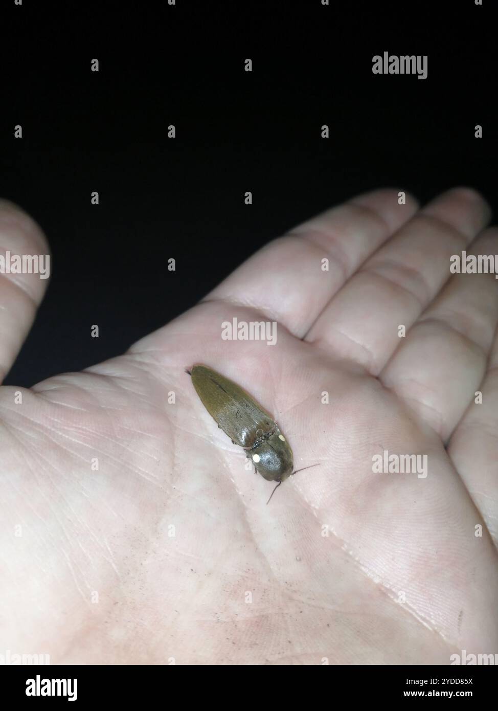 Fire Click Beetles (Pyrophorus Stock Photo - Alamy