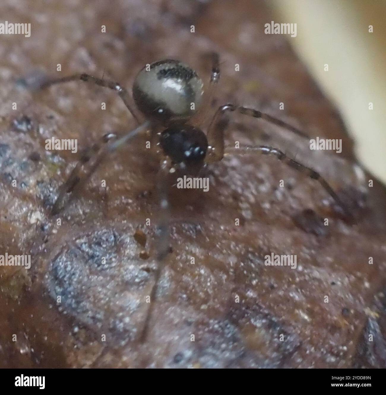 Sheetweb and Dwarf Weavers (Linyphiidae Stock Photo - Alamy