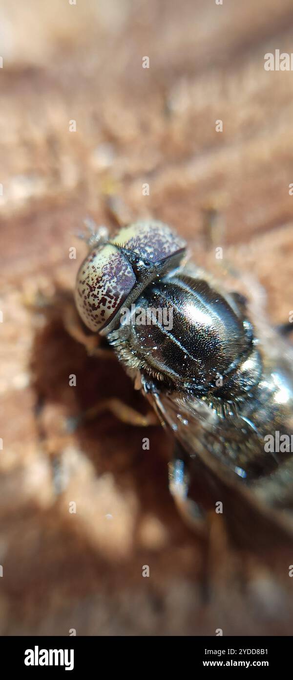 Common Lagoon Fly (Eristalinus aeneus Stock Photo - Alamy