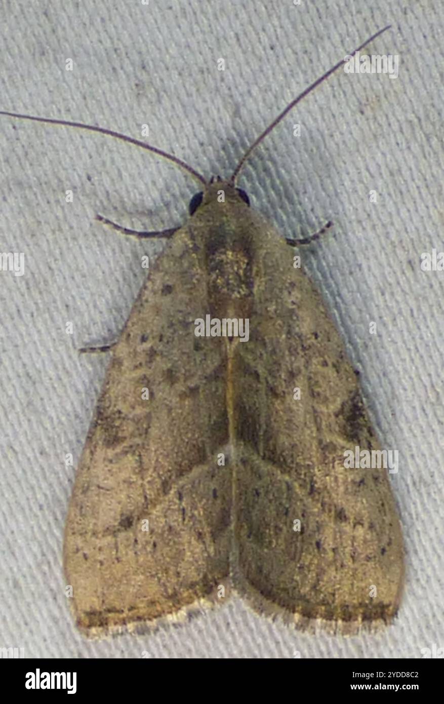 Wedgling Moth (Galgula partita Stock Photo - Alamy