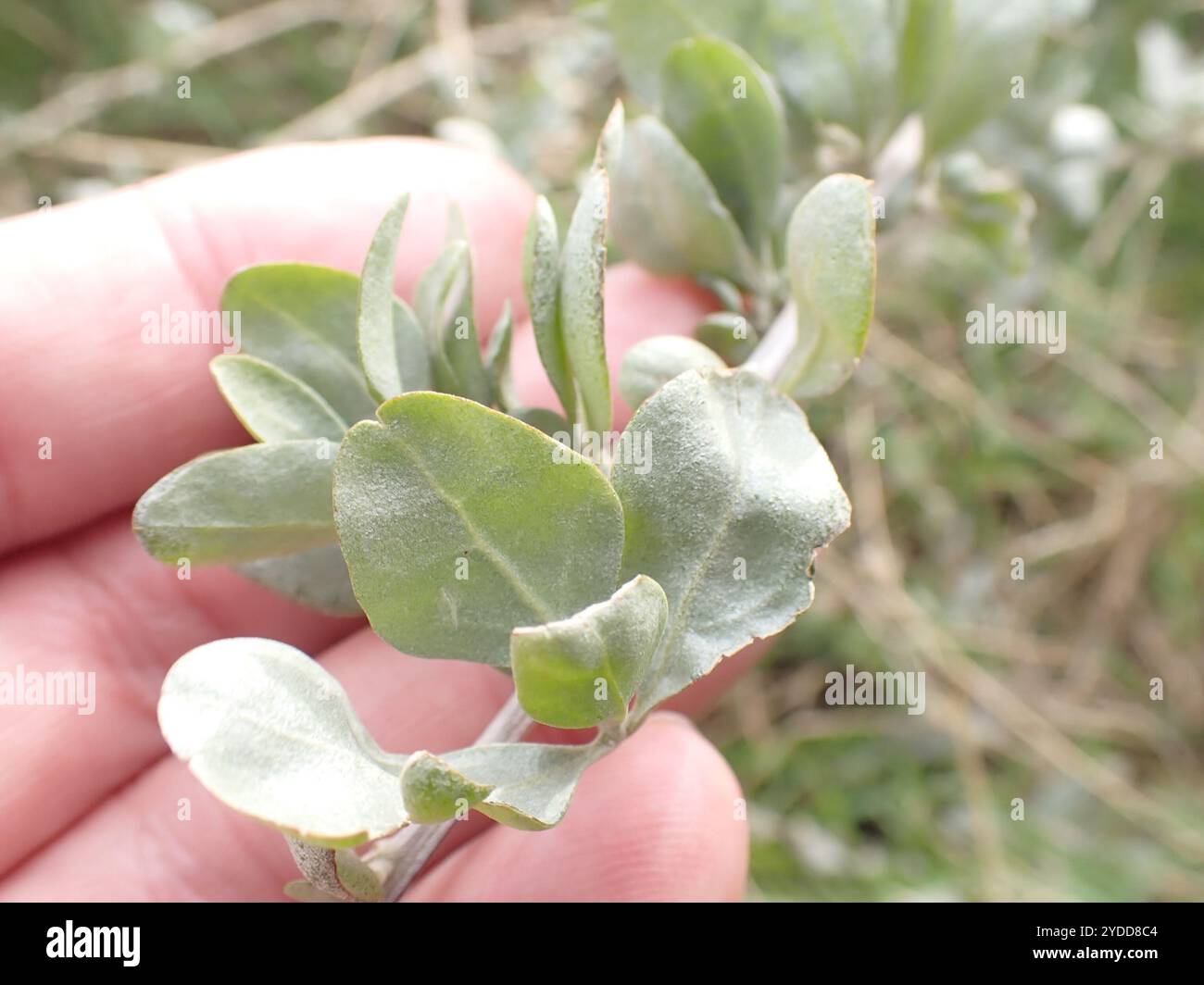 Mediterranean Saltbush (Atriplex halimus Stock Photo - Alamy