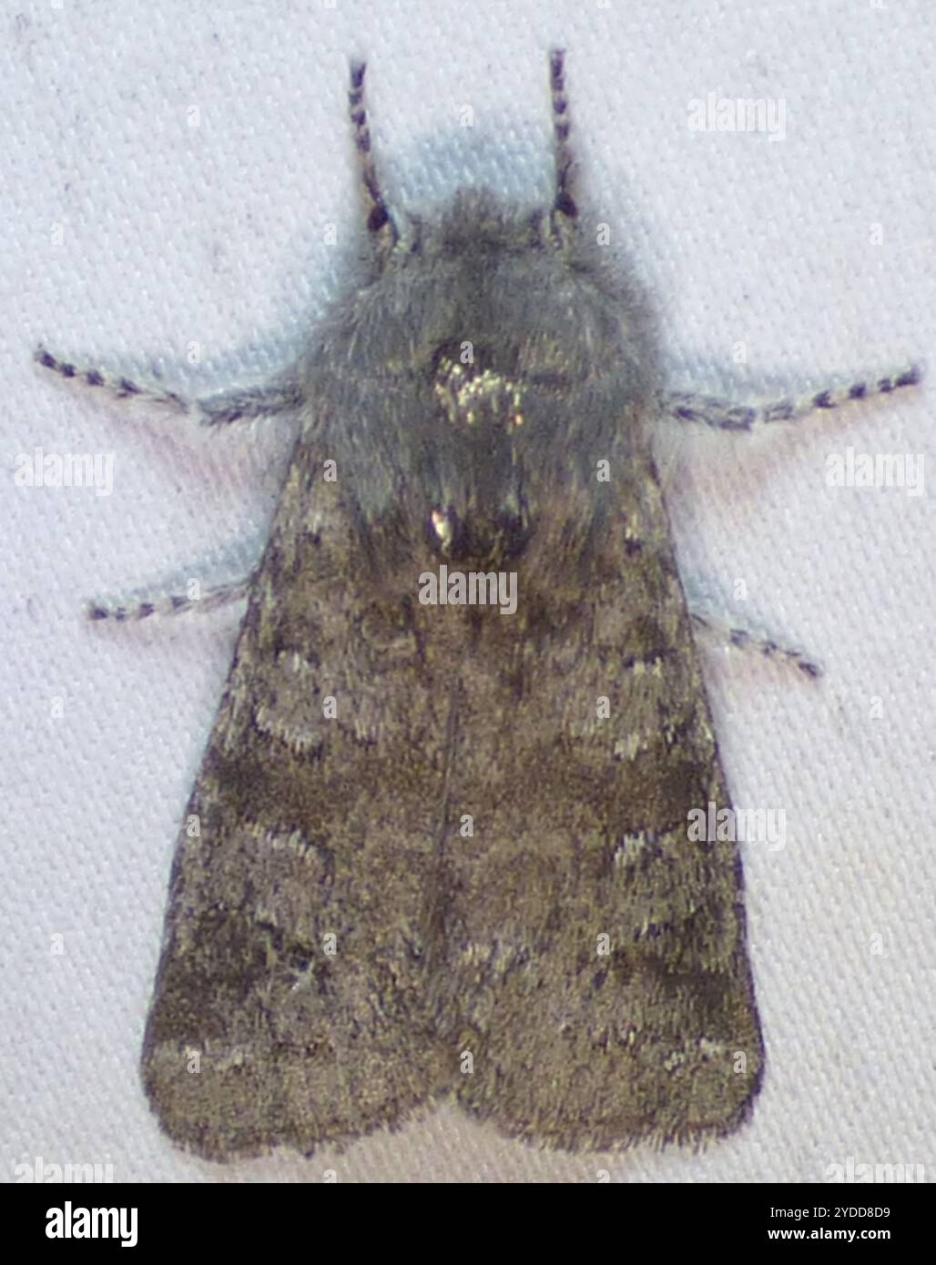 Roland's Sallow (Psaphida rolandi Stock Photo - Alamy