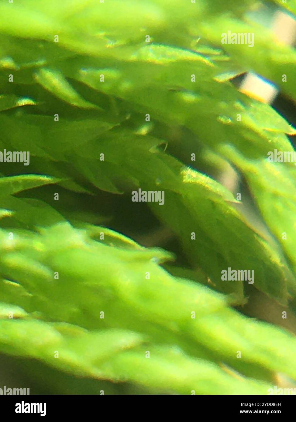 joint-toothed mosses (Bryopsida Stock Photo - Alamy