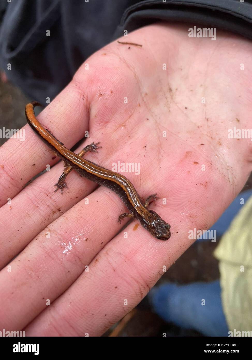 Western Red-backed Salamander (Plethodon vehiculum Stock Photo - Alamy