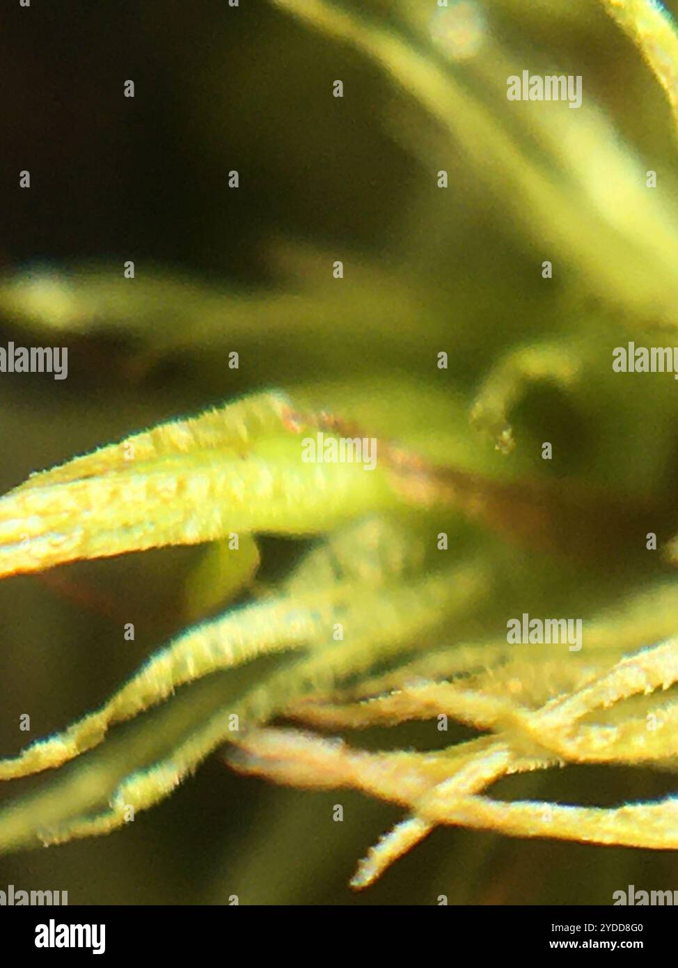 Waxyleaf Moss (Dicranum polysetum Stock Photo - Alamy
