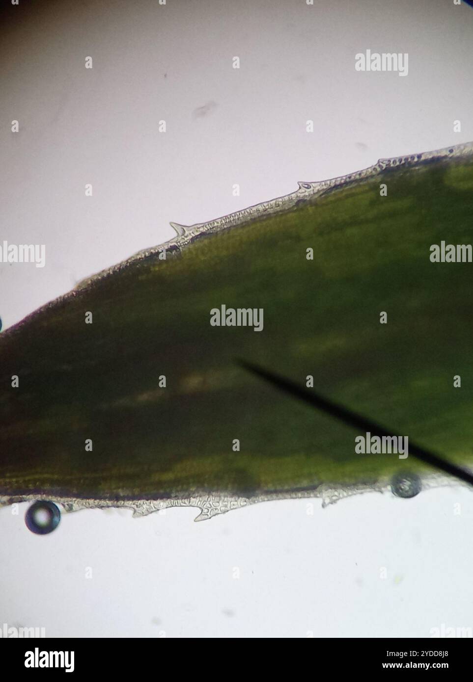 Urn Hair Moss (Pogonatum urnigerum Stock Photo - Alamy