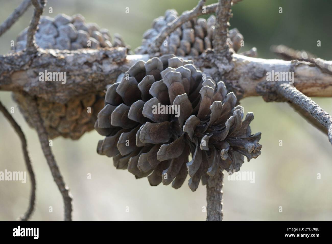 knobcone pine (Pinus attenuata Stock Photo - Alamy