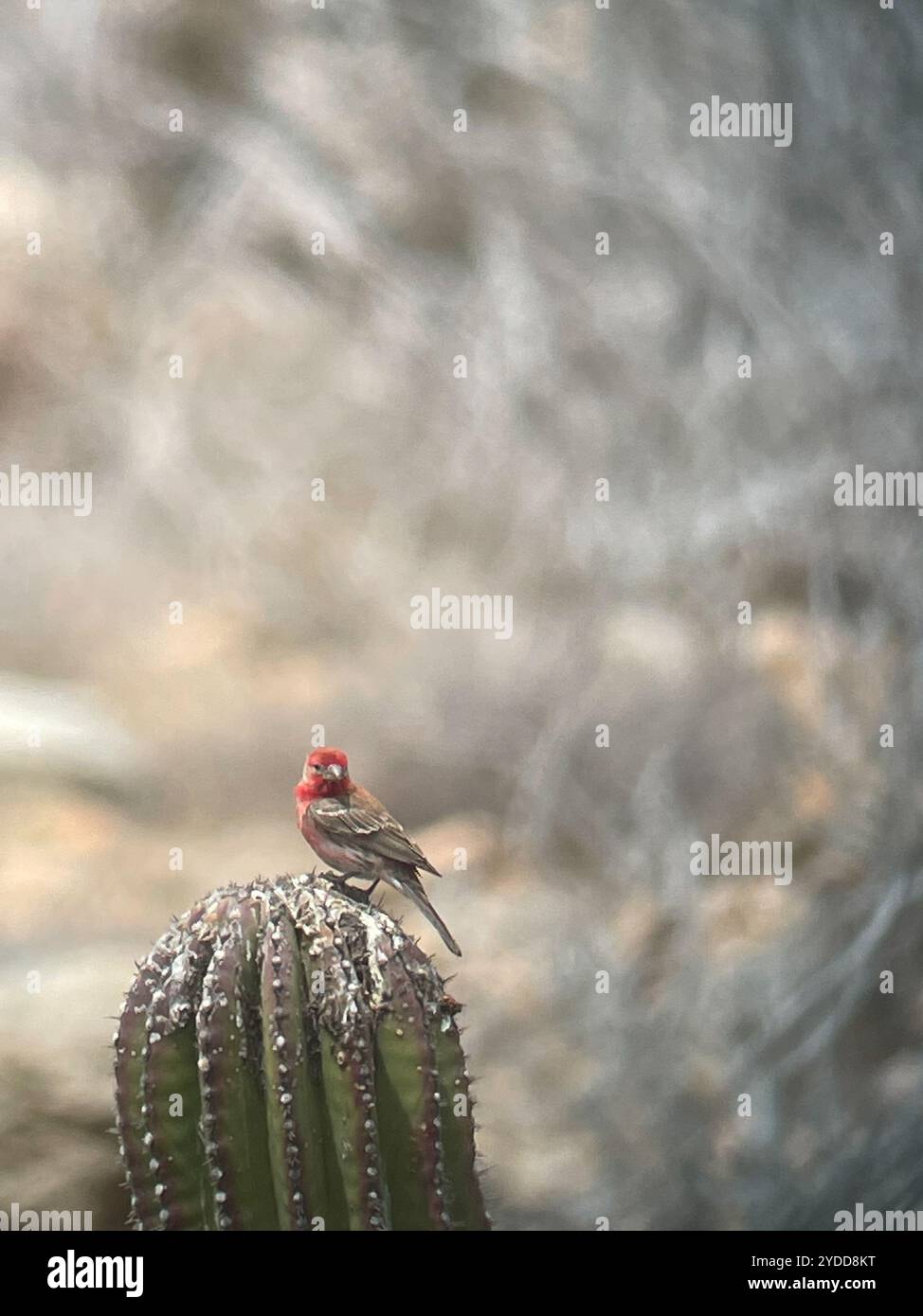 House Finch (Haemorhous mexicanus Stock Photo - Alamy