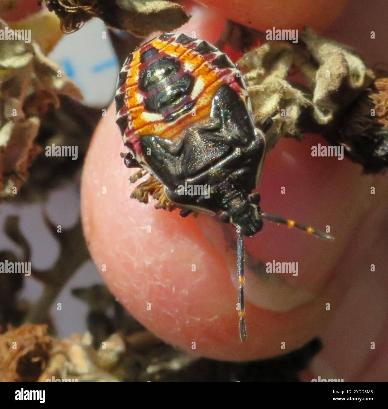 Schellenberg's soldier bug (Oechalia schellenbergii Stock Photo - Alamy