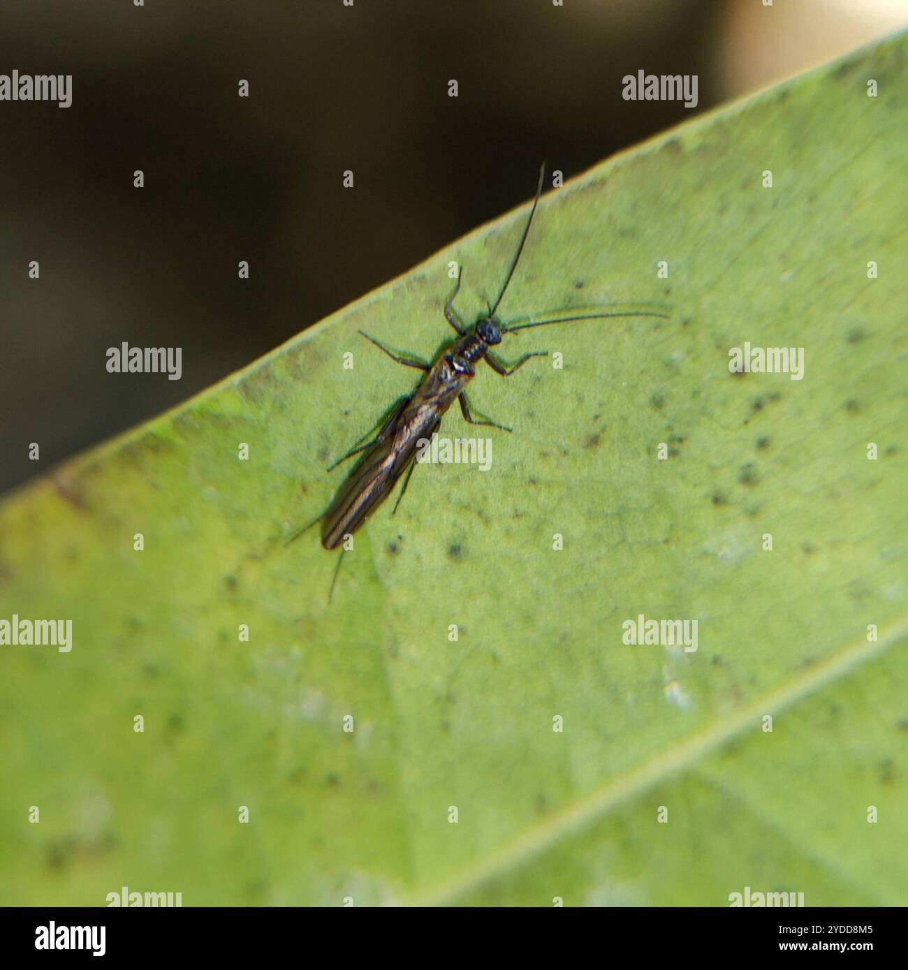 Small Winter Stoneflies (Capniidae Stock Photo - Alamy