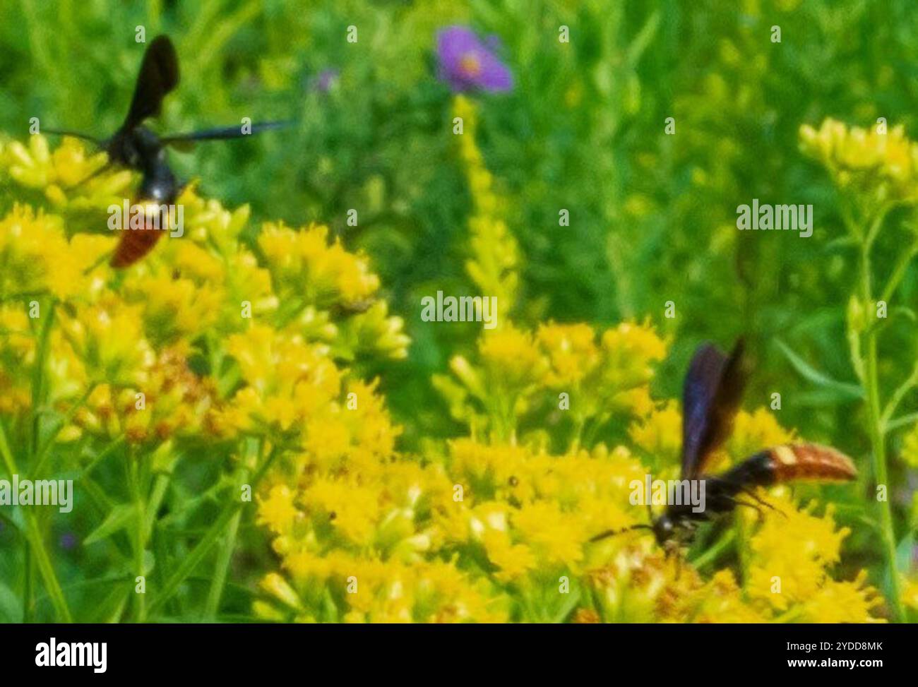 Blue-winged Scoliid Wasp (Scolia dubia Stock Photo - Alamy