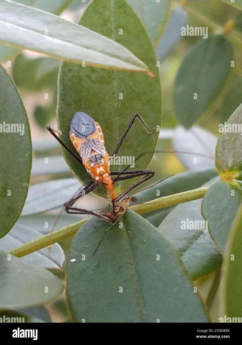 Milkweed Assassin Bug (Zelus longipes Stock Photo - Alamy