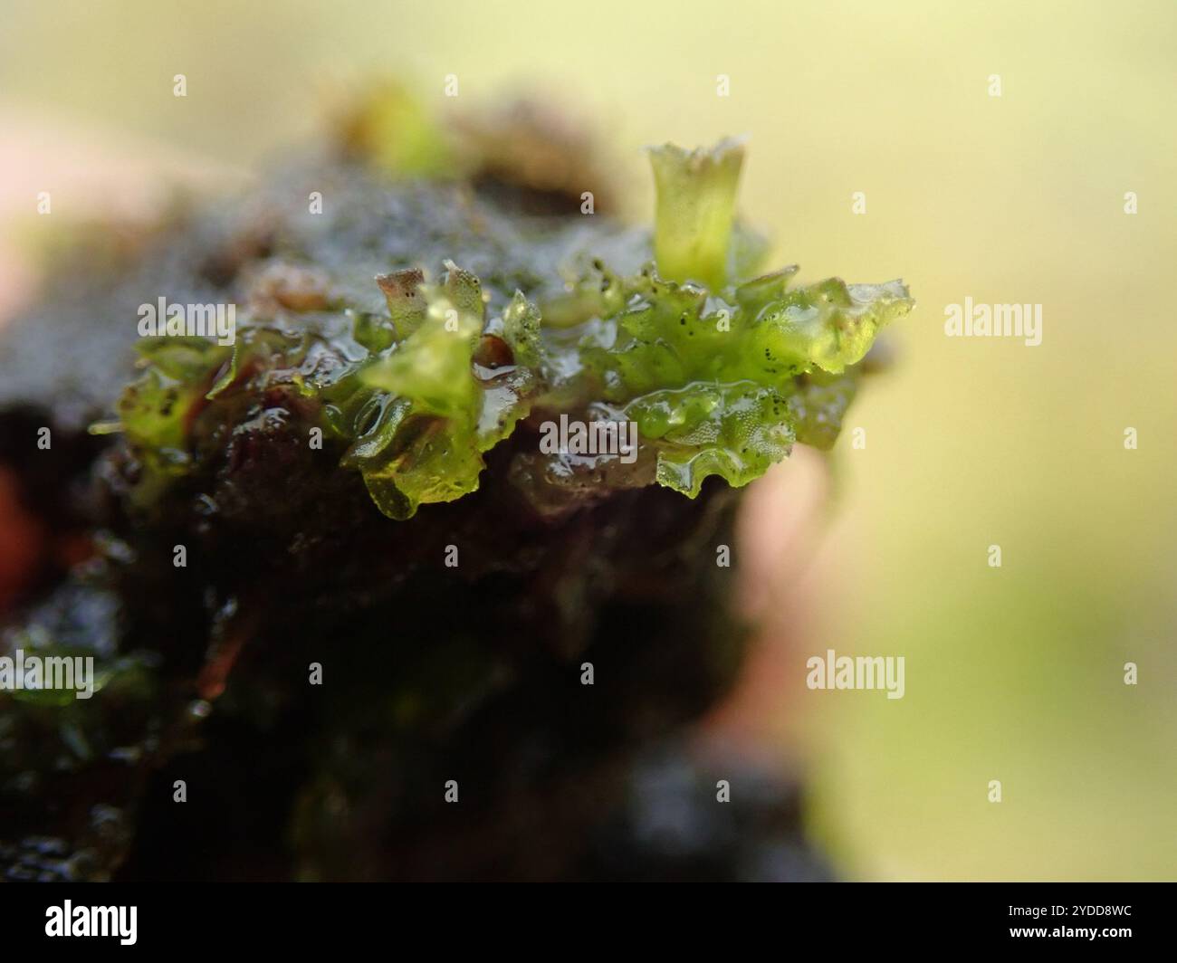 Long-bristled Frillwort (Fossombronia longiseta Stock Photo - Alamy
