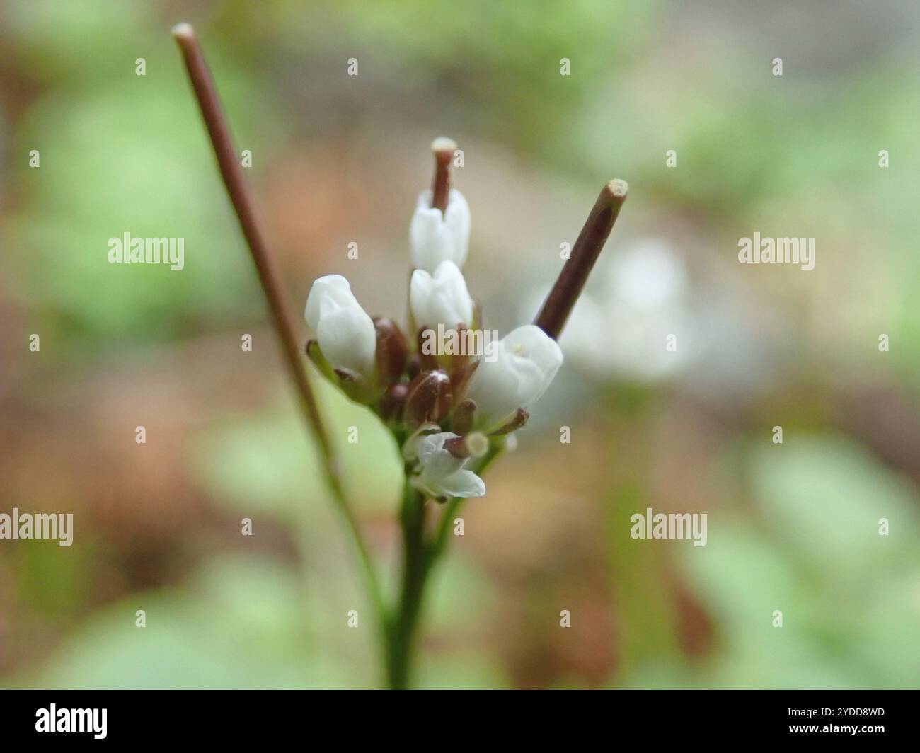 hairy bittercress (Cardamine hirsuta Stock Photo - Alamy