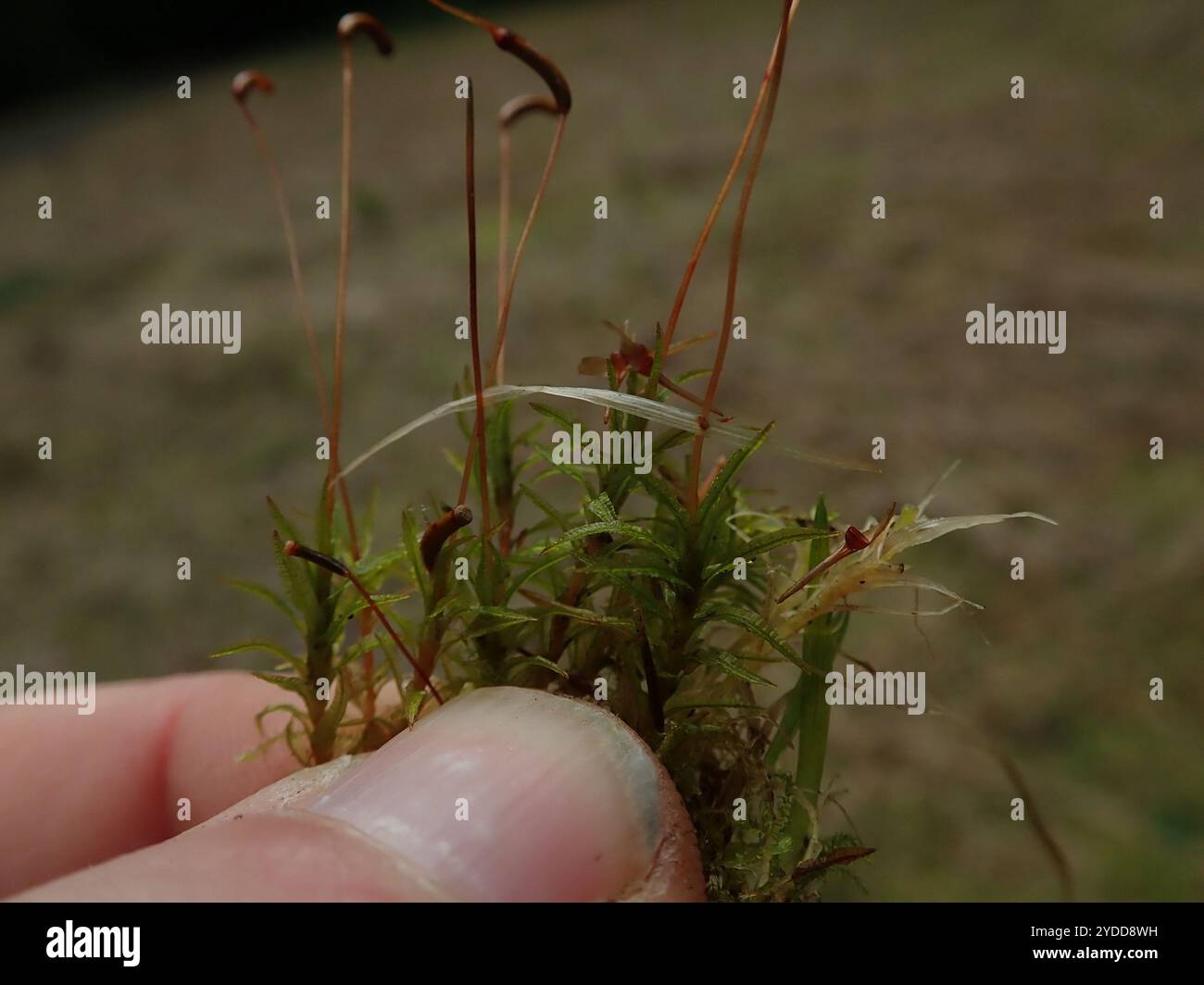 Catherine's moss (Atrichum undulatum Stock Photo - Alamy
