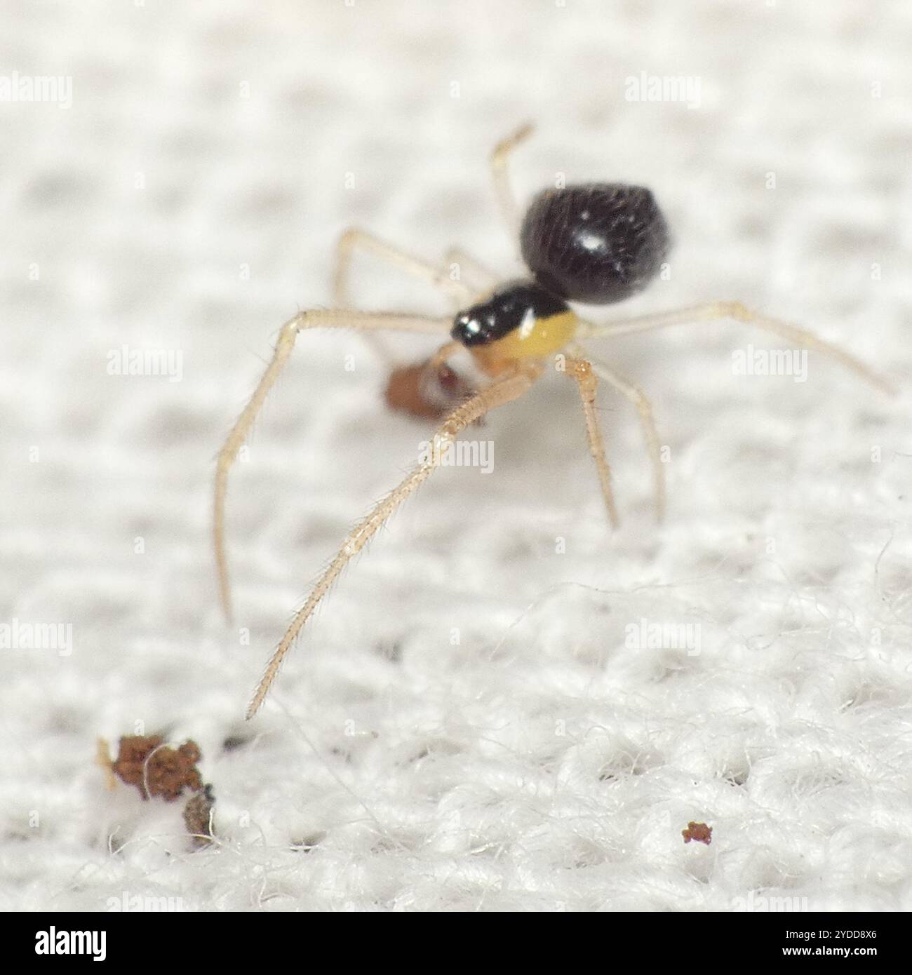 Comb-footed Spiders (Theridiidae Stock Photo - Alamy