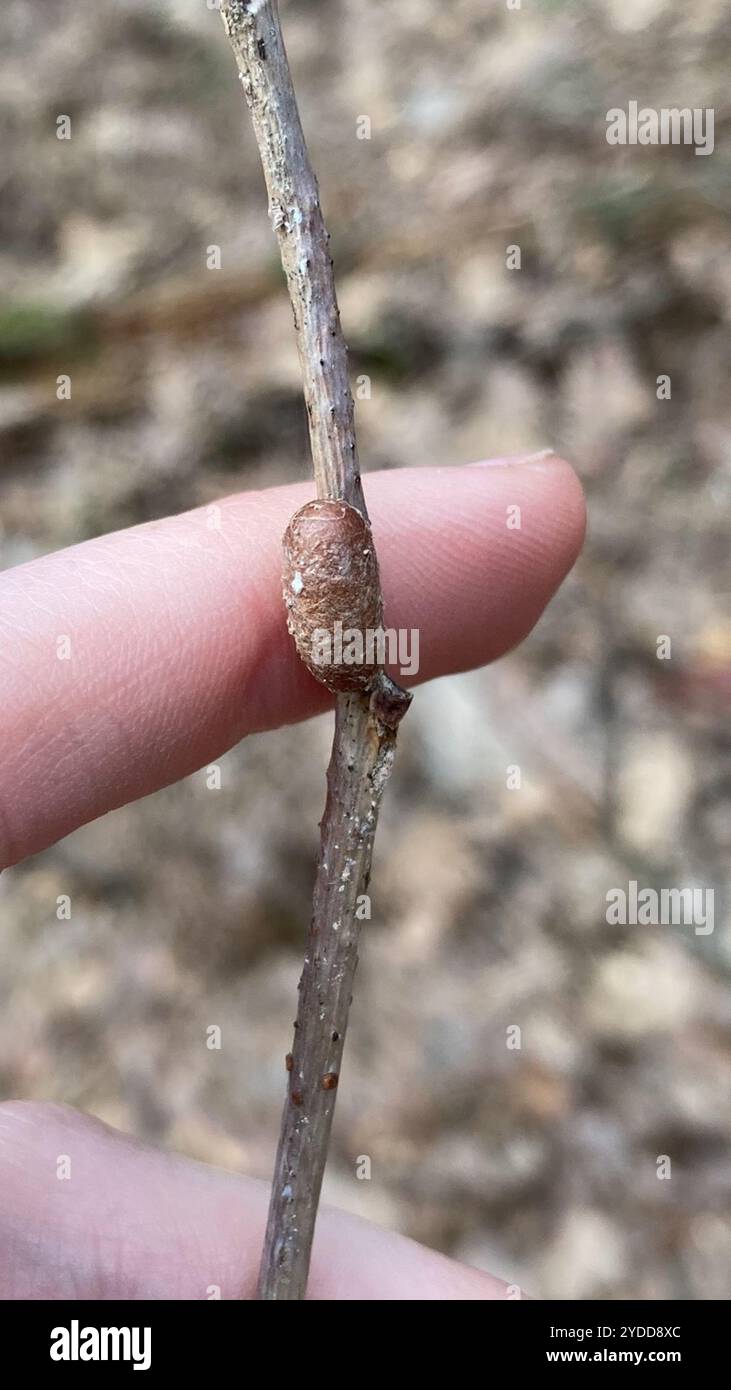 Conifer Sawflies (Diprionidae Stock Photo - Alamy
