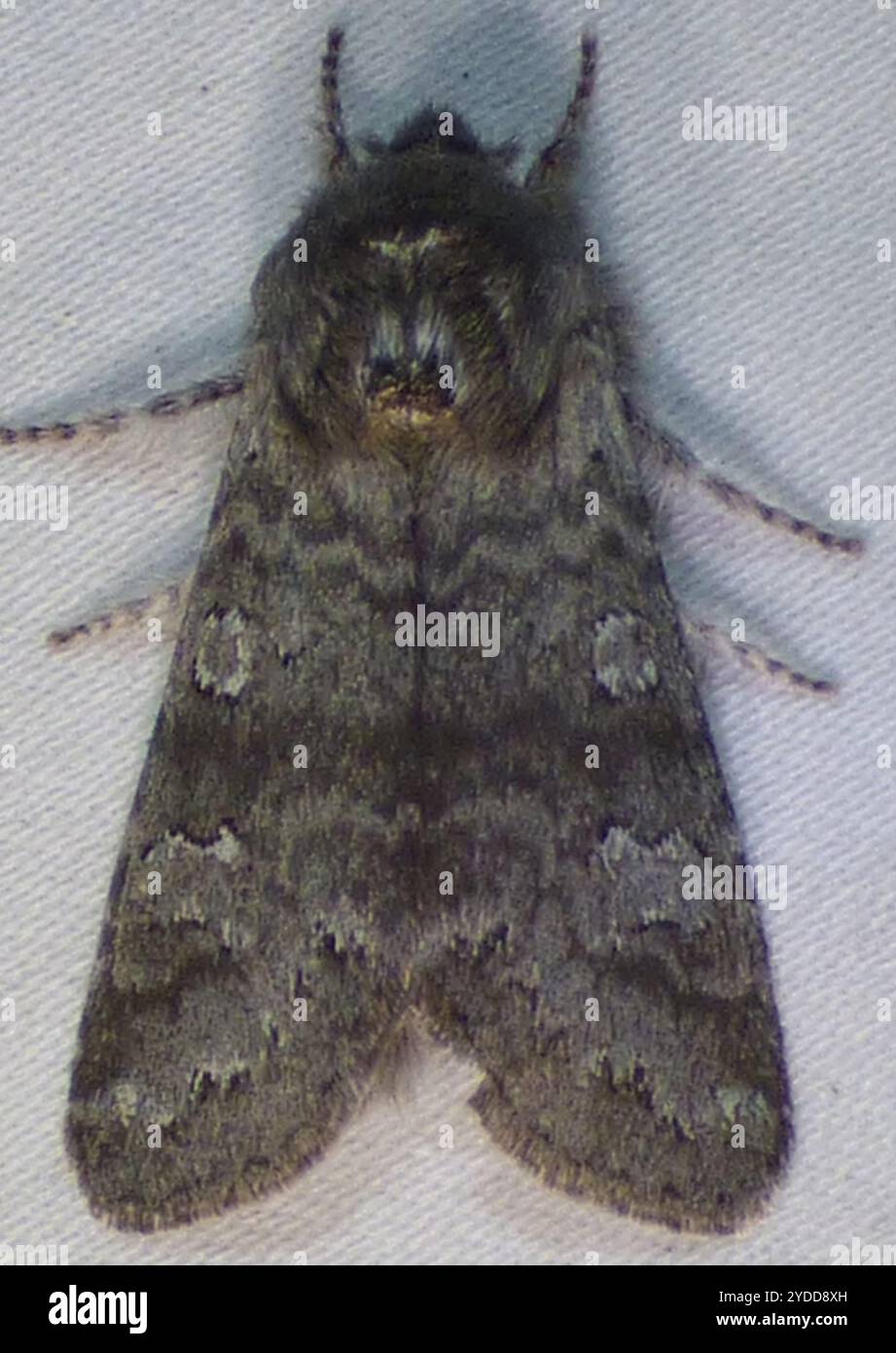 Roland's Sallow (Psaphida rolandi Stock Photo - Alamy
