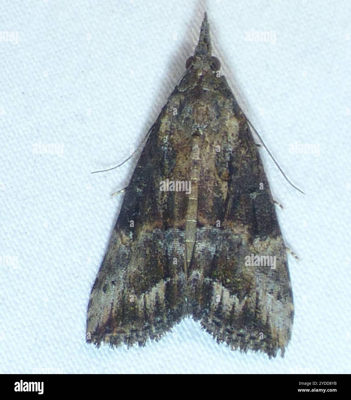 Green Cloverworm Moth (Hypena scabra Stock Photo - Alamy