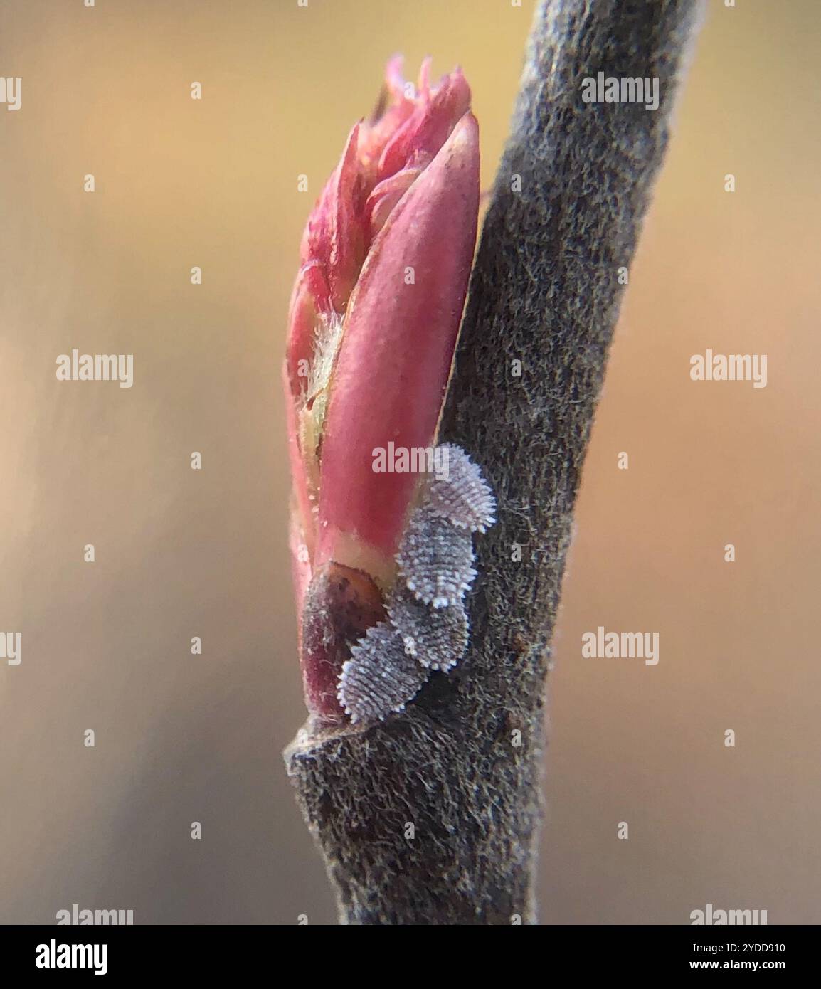 Planococcus citri hi-res stock photography and images - Alamy