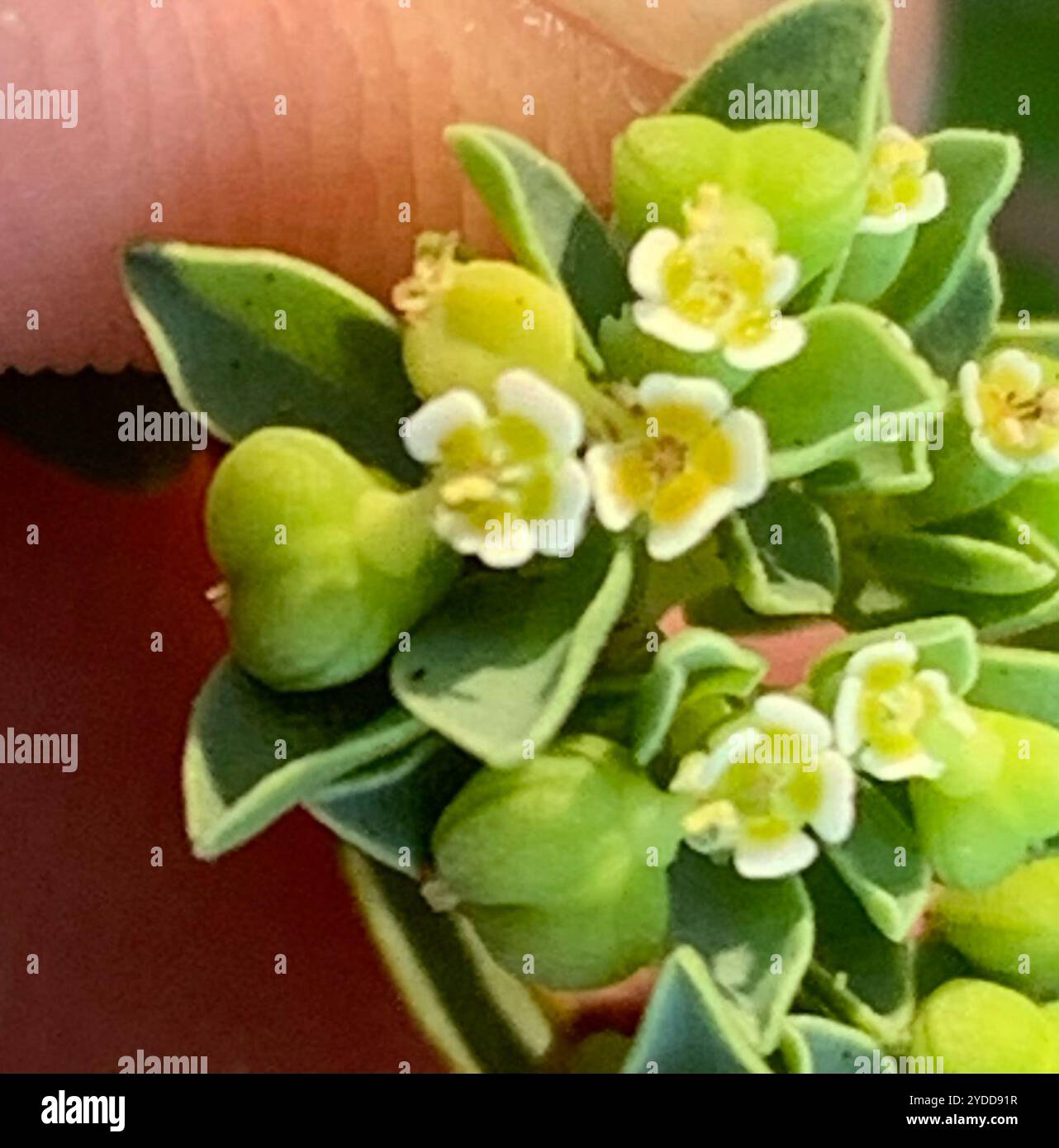 Coastal Beach Sandmat (Euphorbia mesembryanthemifolia Stock Photo - Alamy