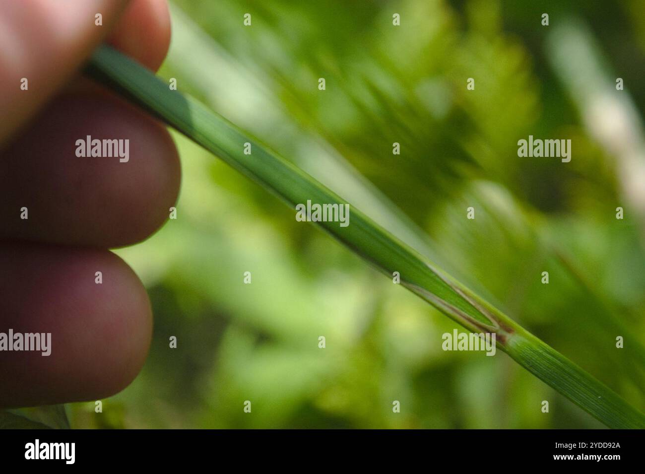 water sedge (Carex aquatilis Stock Photo - Alamy