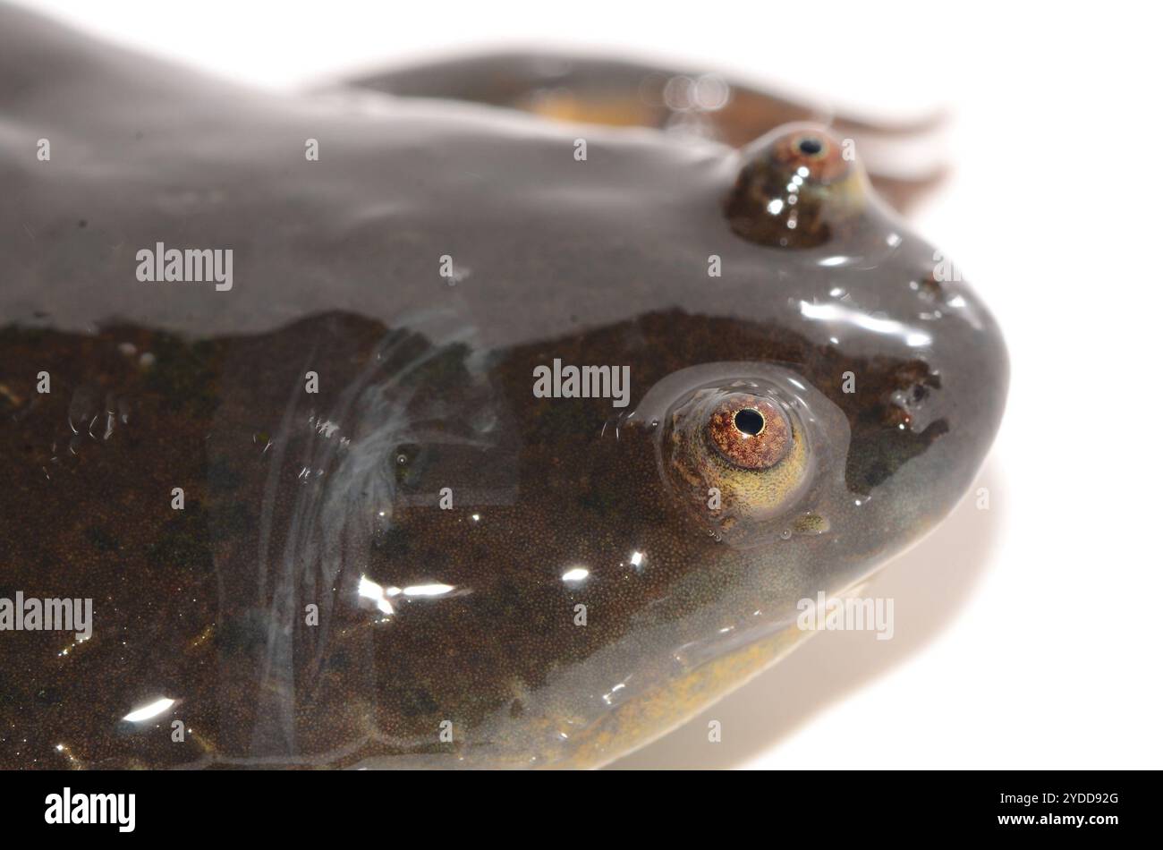 Marsabit Clawed Frog (Xenopus borealis Stock Photo - Alamy