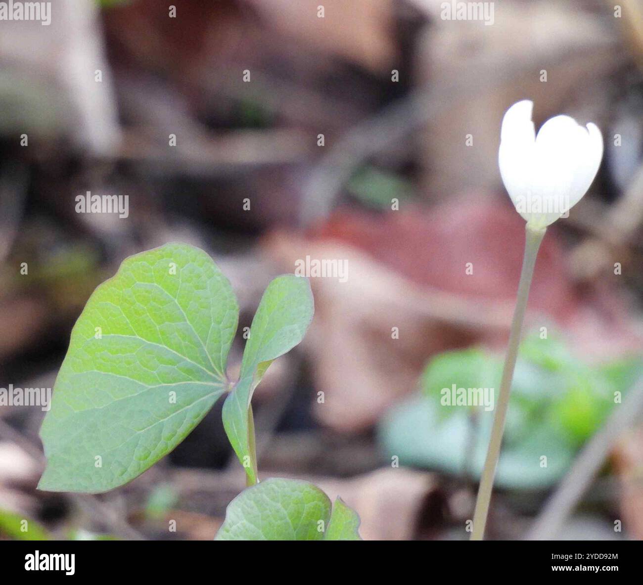 twinleaf (Jeffersonia diphylla Stock Photo - Alamy