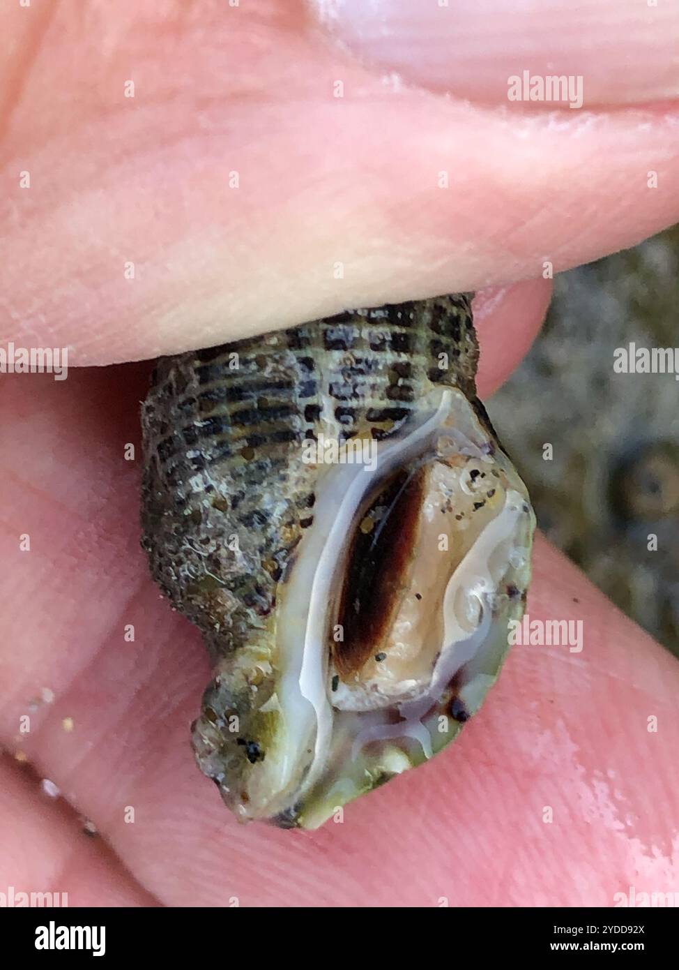 Angular Unicorn (Acanthinucella spirata Stock Photo - Alamy