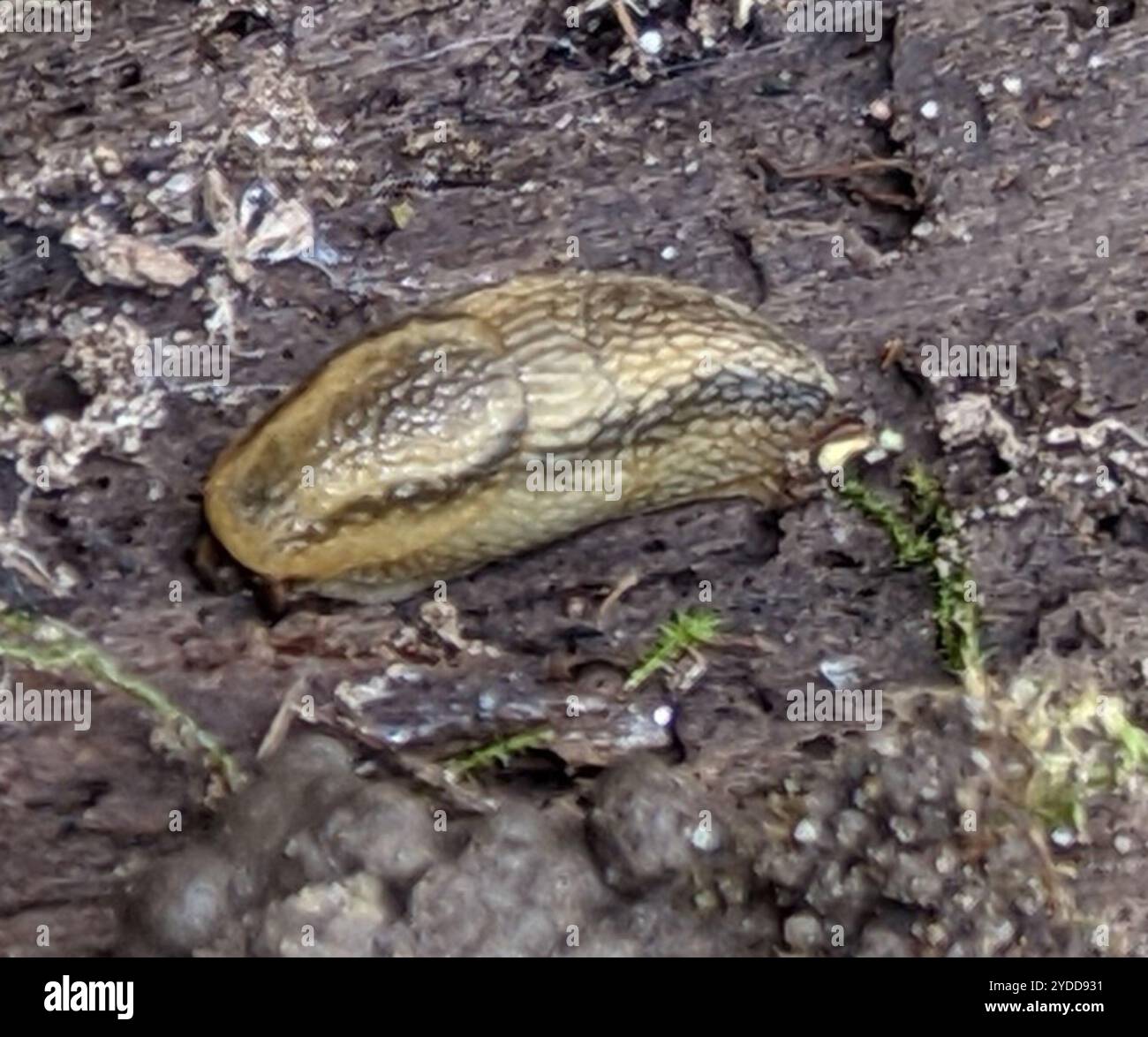 Western Dusky Slug (Arion subfuscus Stock Photo - Alamy