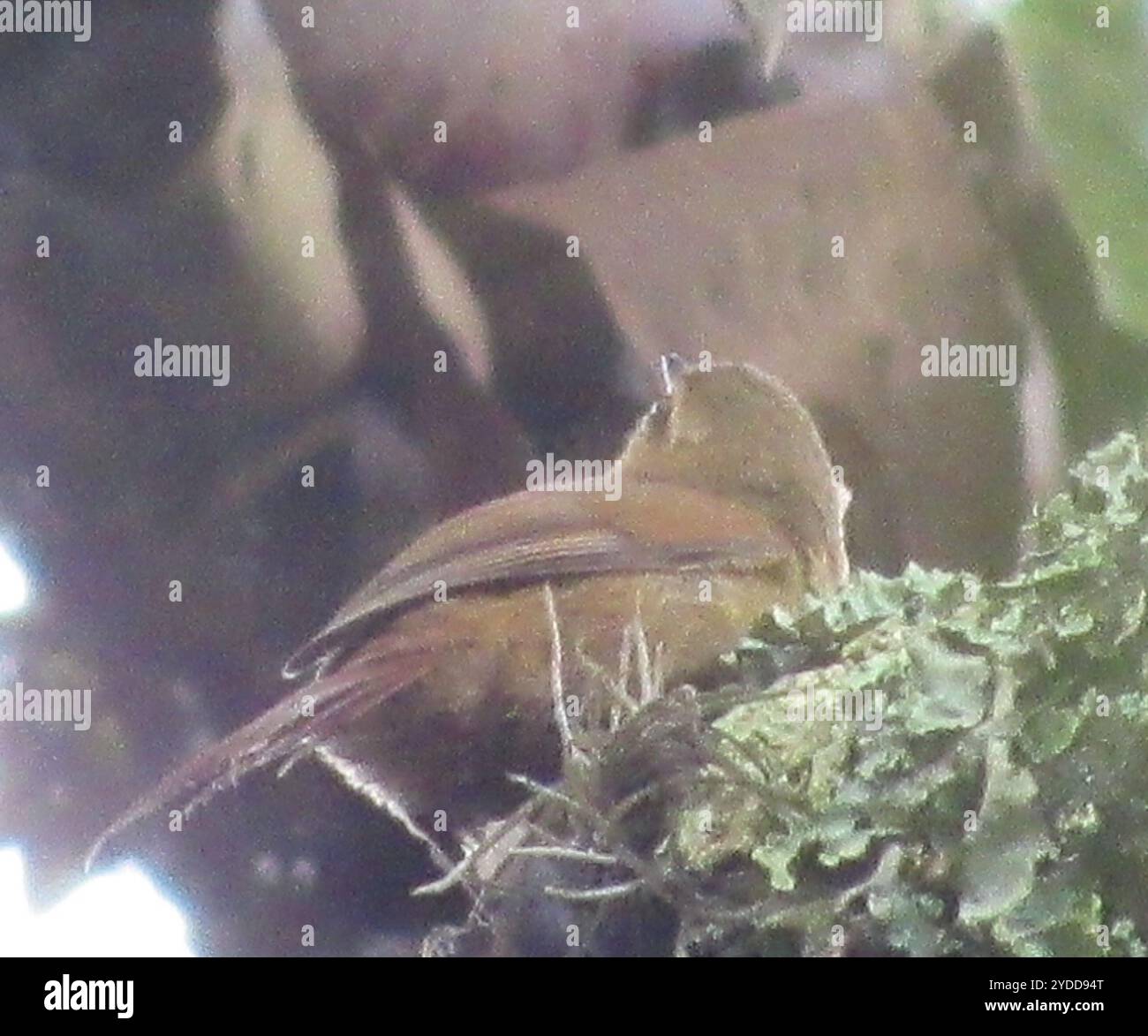 Olive Spinetail (Cranioleuca obsoleta Stock Photo - Alamy